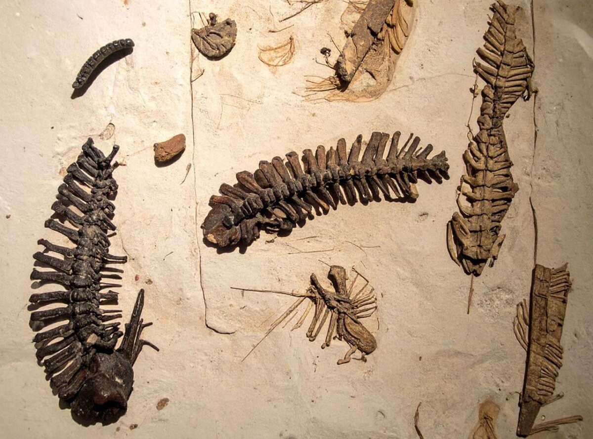 Ancient Fossils to DNA | 易普印 e知識百科